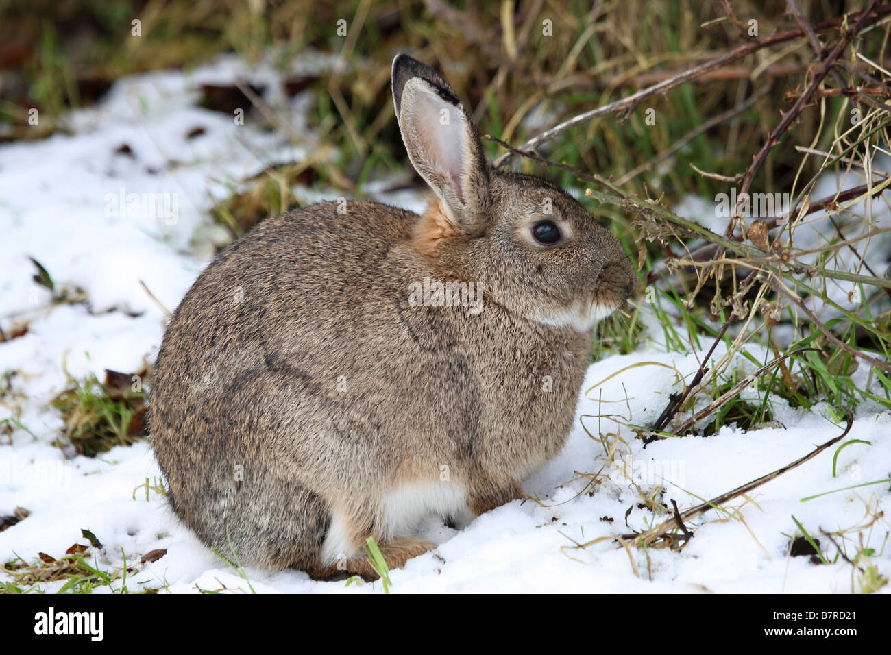 Wild bunny rabbit in snow Stock Photo: 22028105 - Alamy