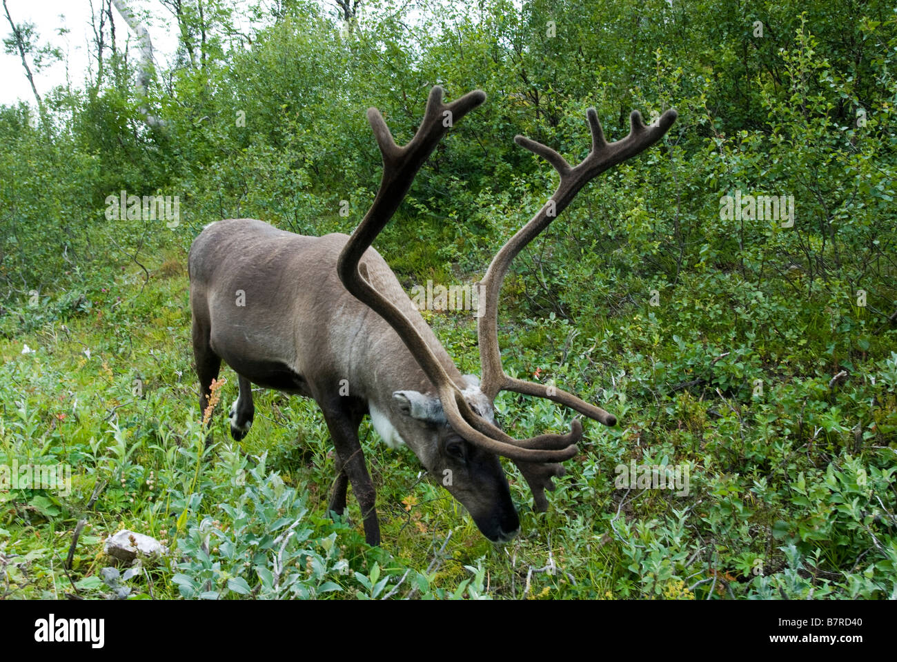 Rain deer hi-res stock photography and images - Alamy