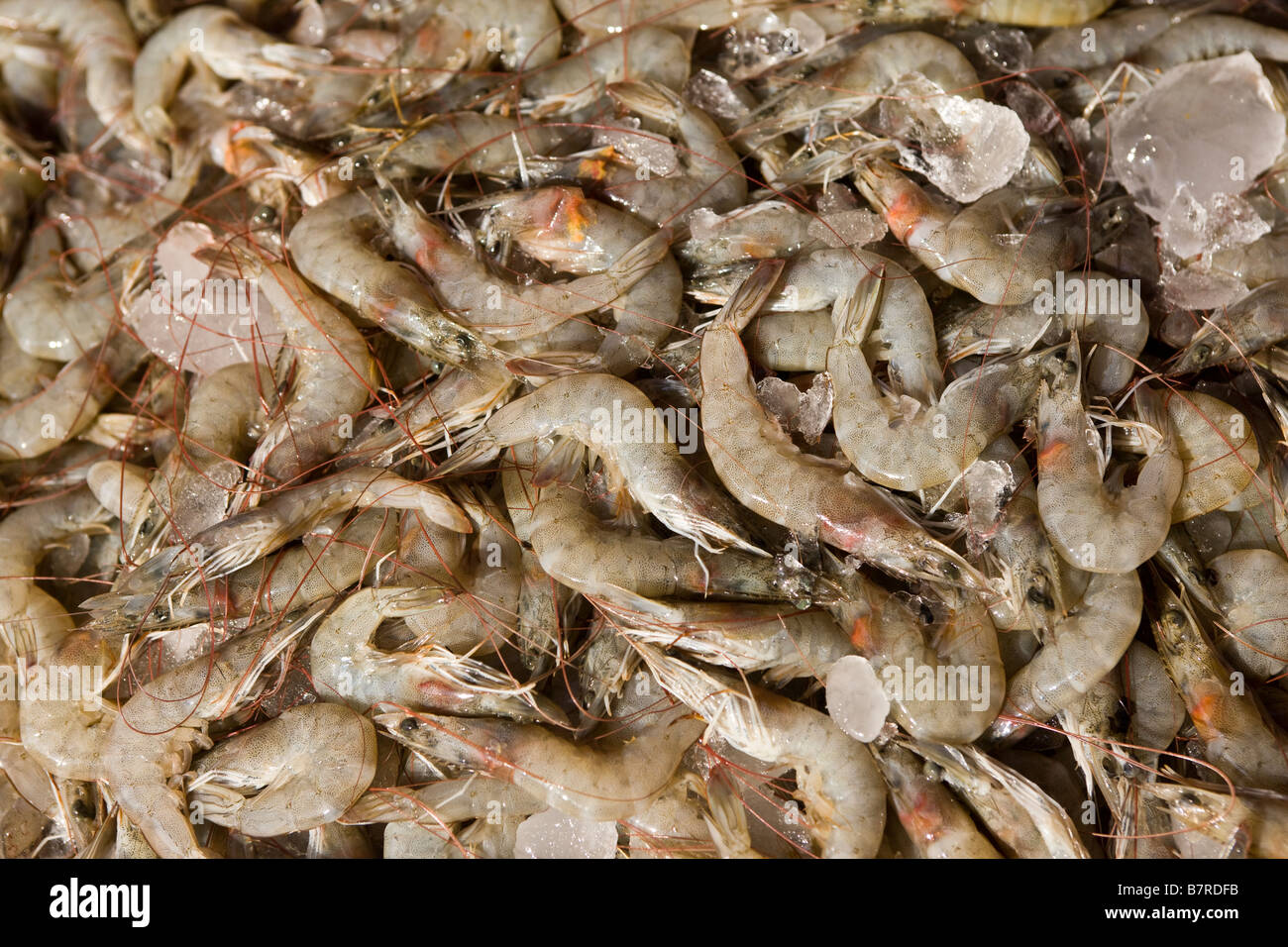 Prawns on stall in hi-res stock photography and images - Alamy