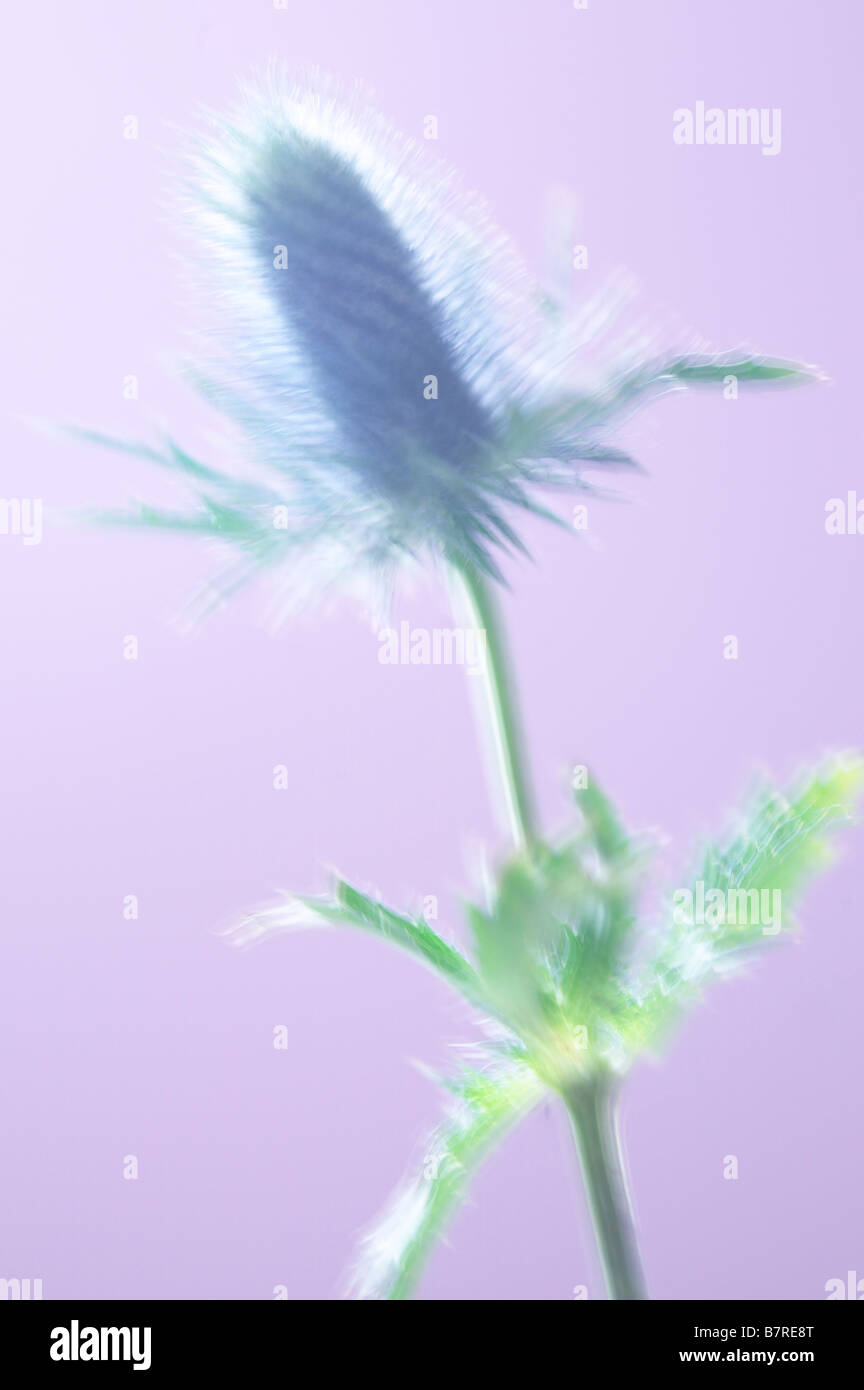 Abstract Thistle High Resolution Stock Photography and Images - Alamy