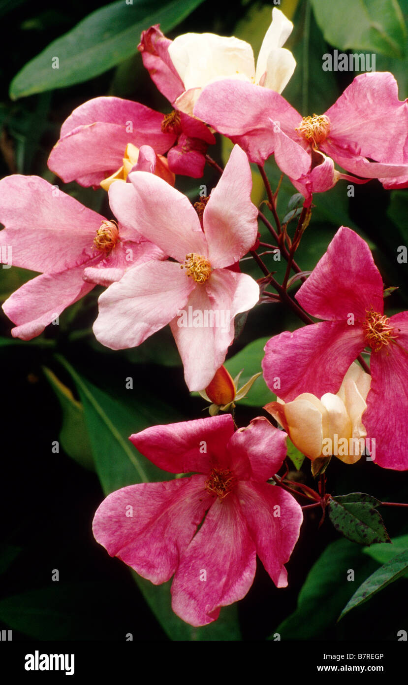 Pink china rose hi-res stock photography and images - Alamy