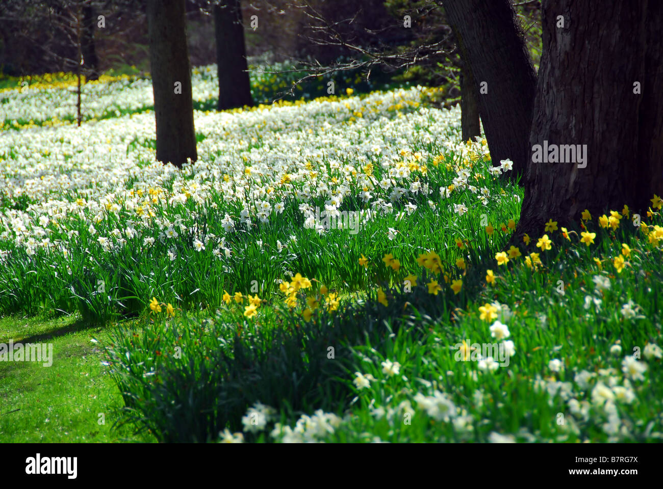 Field of blooming daffodils Stock Photo - Alamy