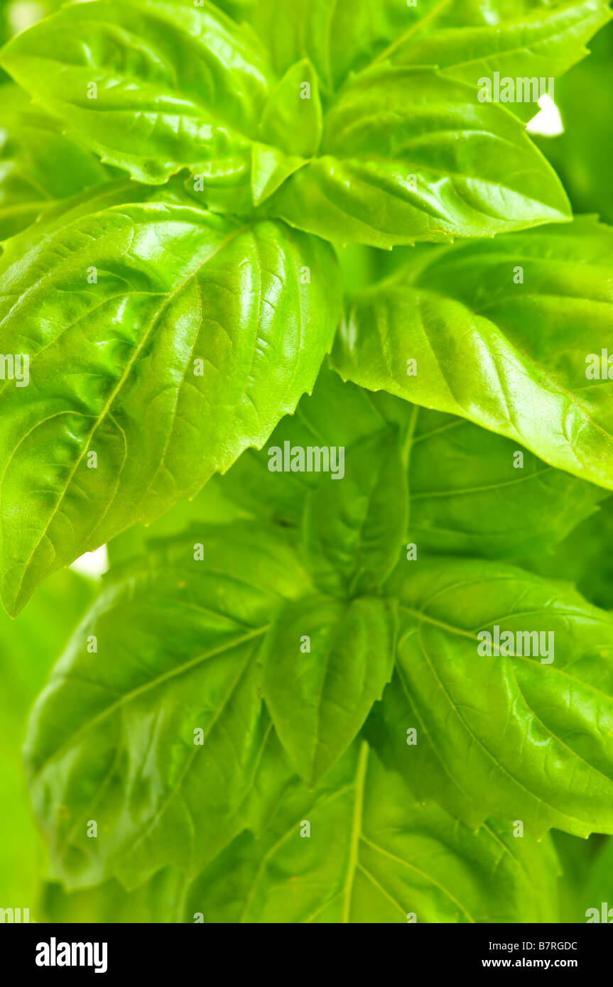 Fresh green basil close up isolated on white background Stock Photo - Alamy
