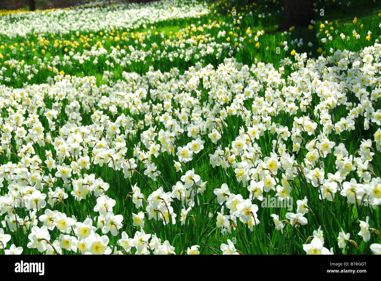 Blooming field of daffodils Stock Photo - Alamy