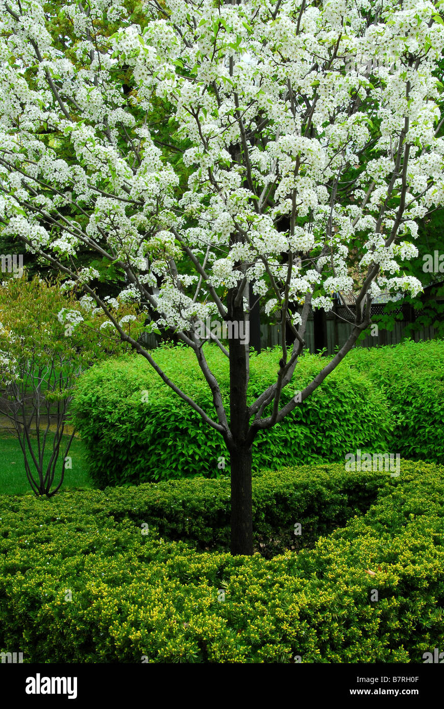 Blooming fruit tree Stock Photo - Alamy