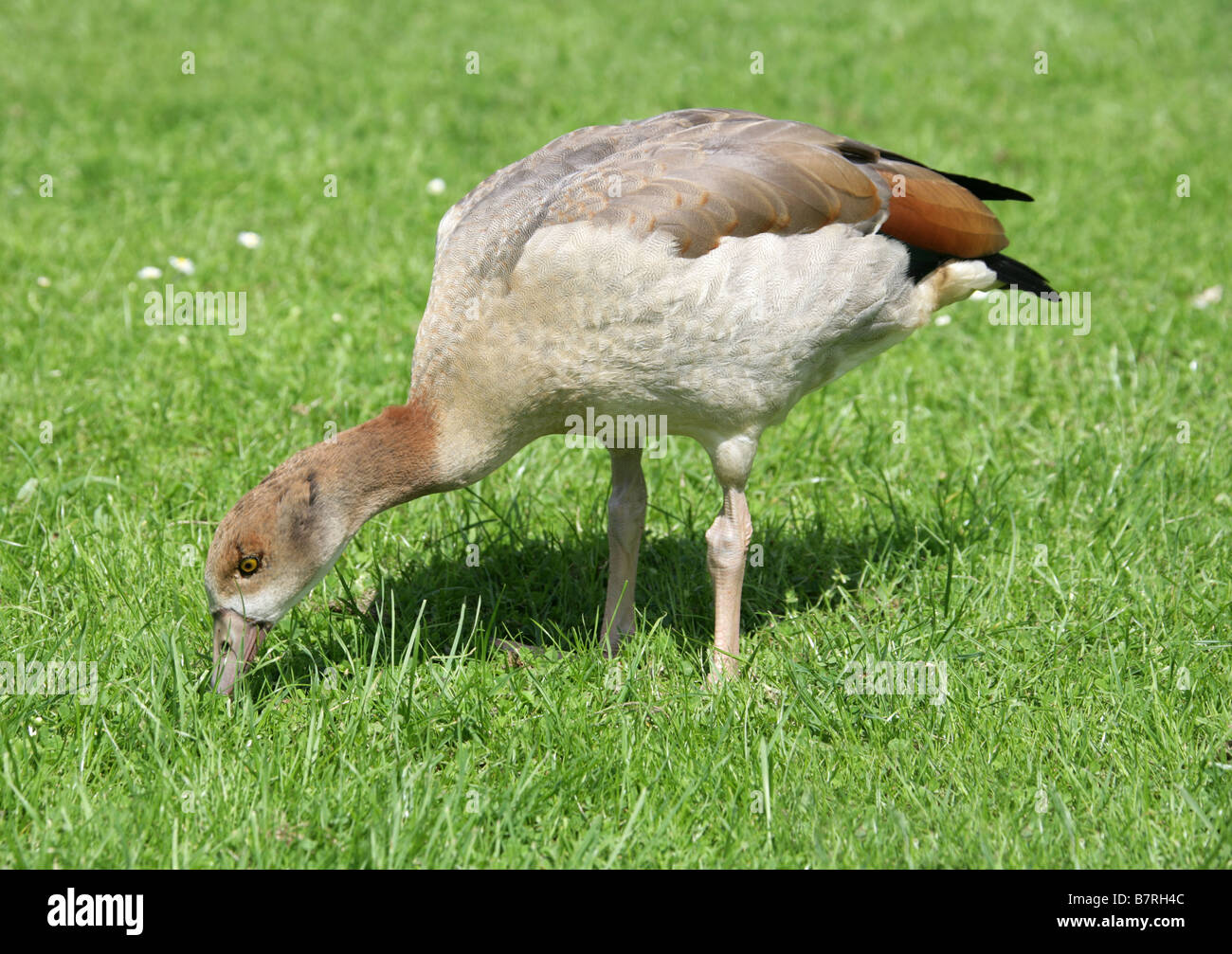 Egyptian Goose High Resolution Stock Photography and Images - Alamy