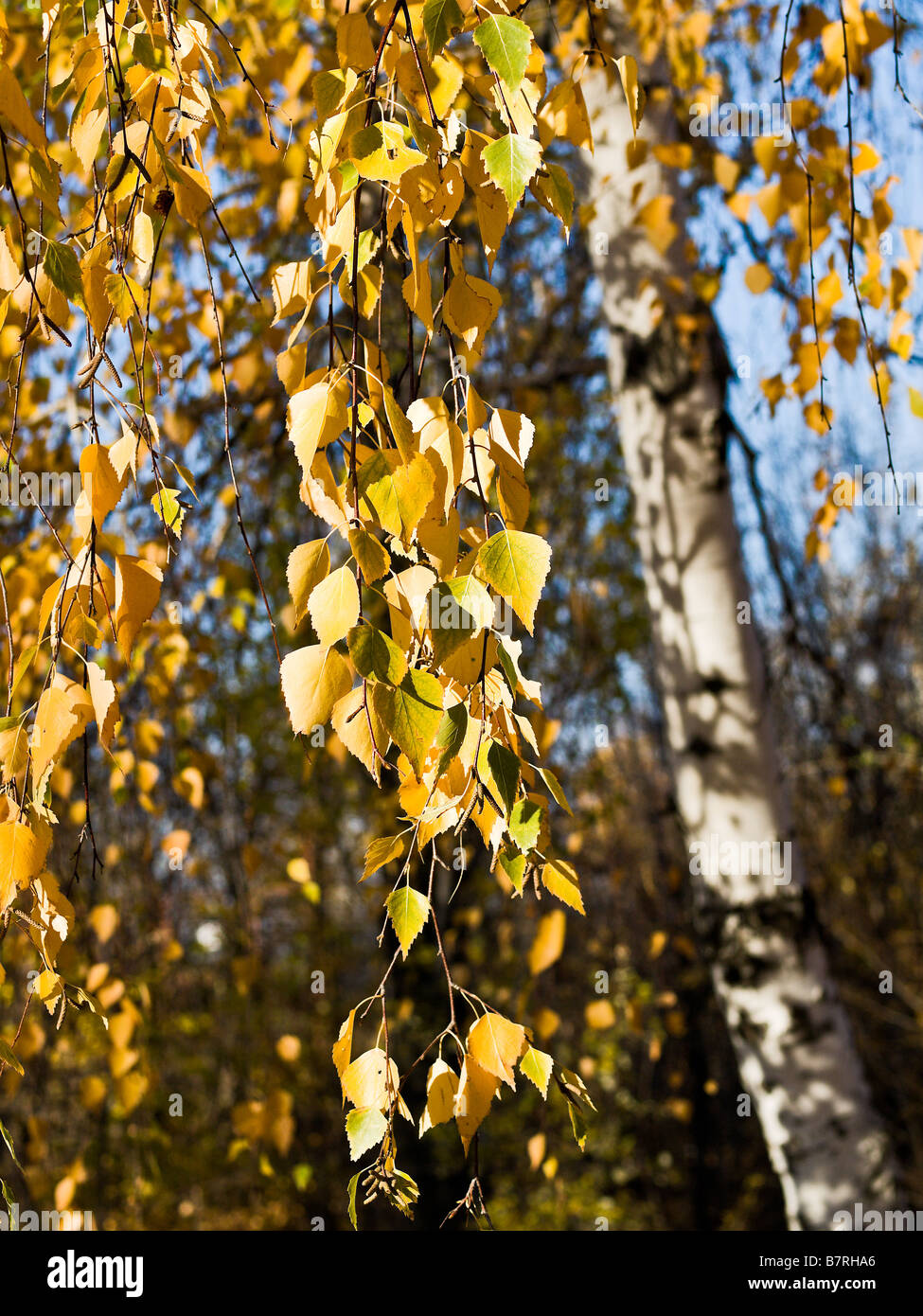 Bright autumn leaves cascade hi-res stock photography and images - Alamy
