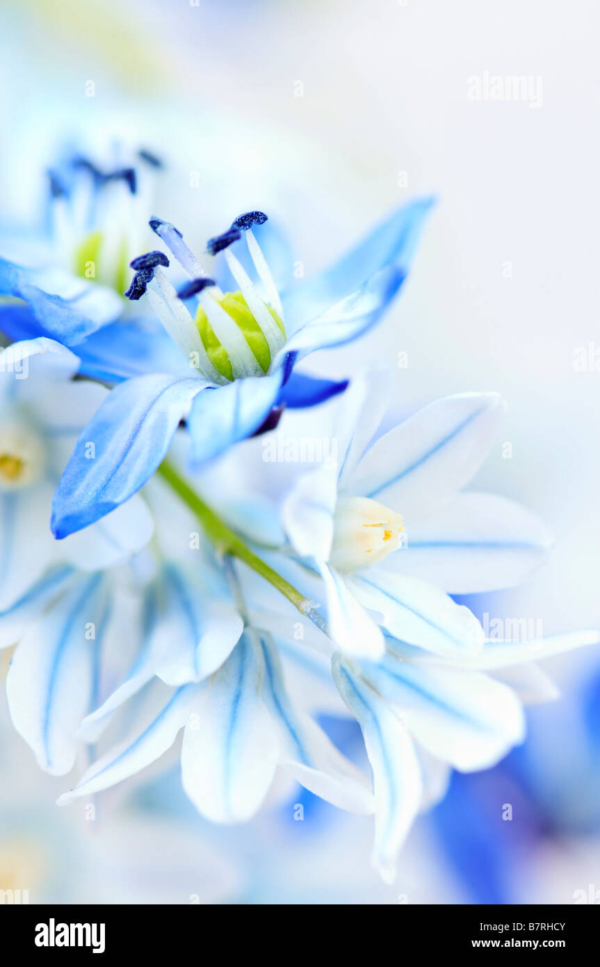 Floral background of first spring flowers close up Stock Photo - Alamy