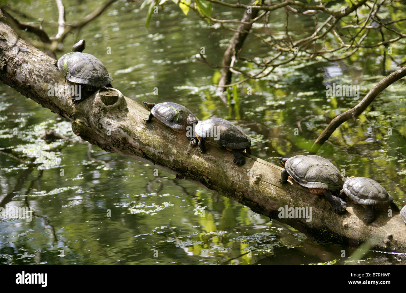 A Group of Five Red Eared Terrapins Sunbathing on a Tree Trunk ...