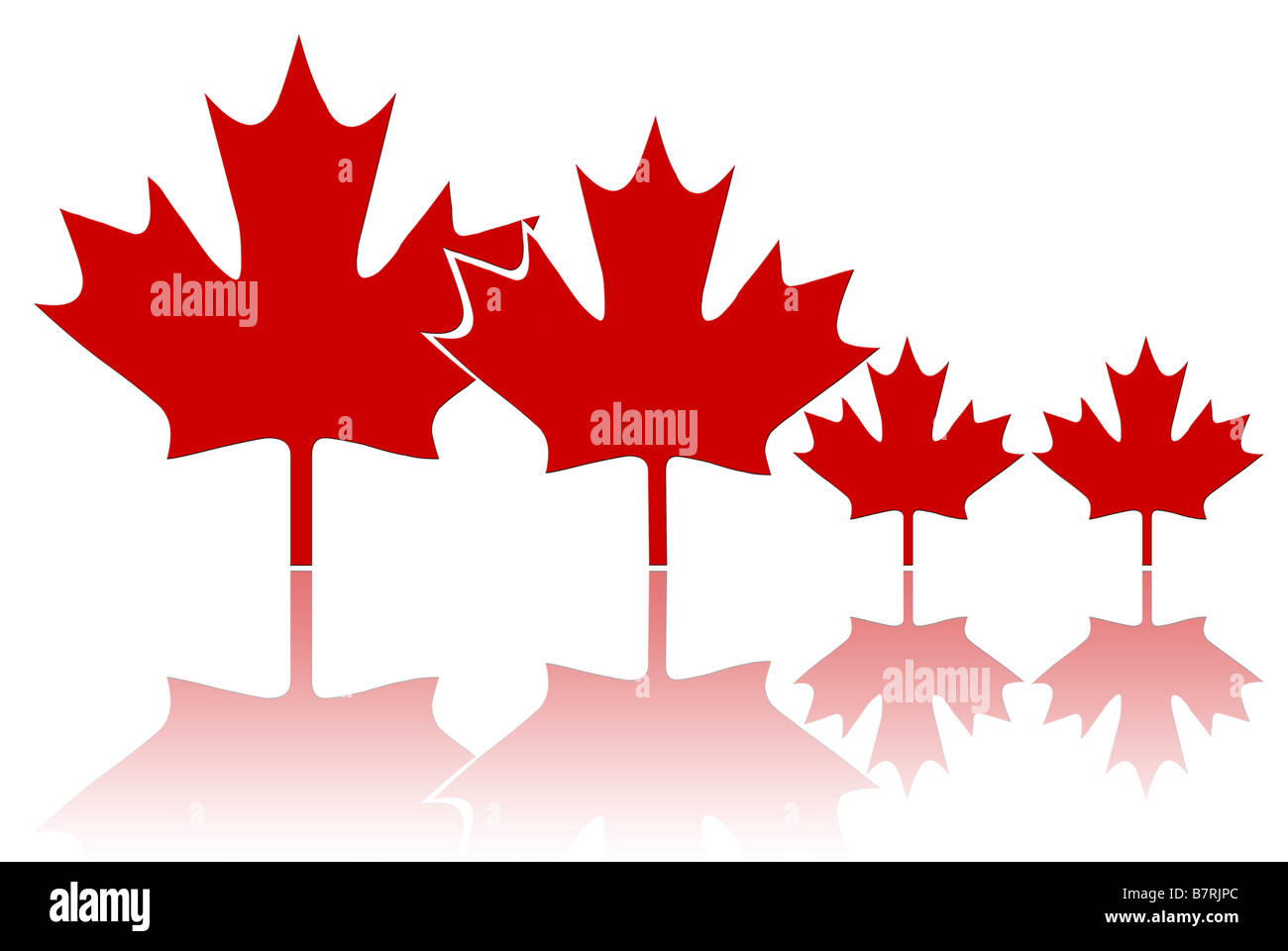 canada maple leaves with reflection depicting family and togetherness ...
