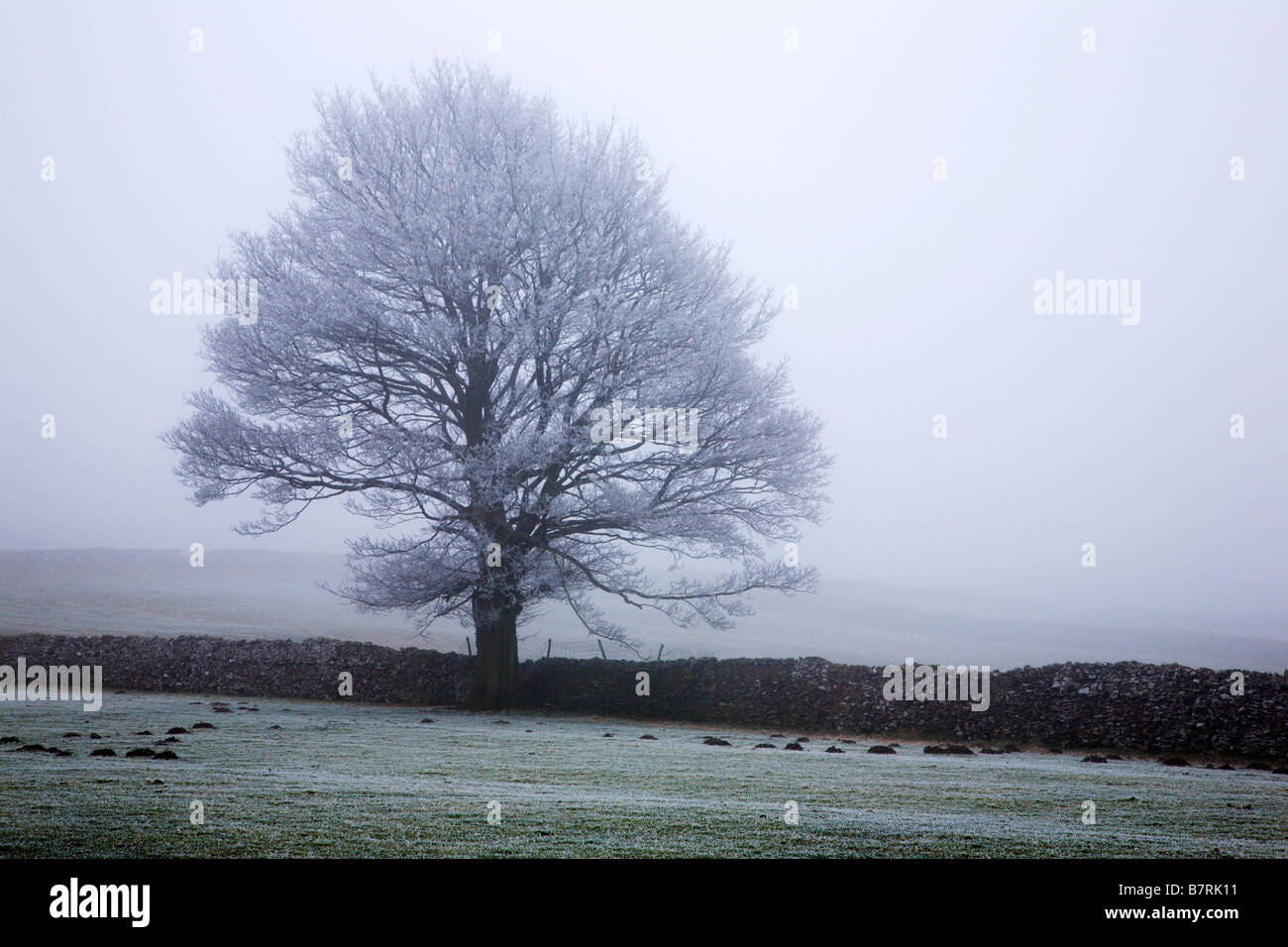 Frosty Tree Wensleydale Yorkshire Dales England Stock Photo - Alamy