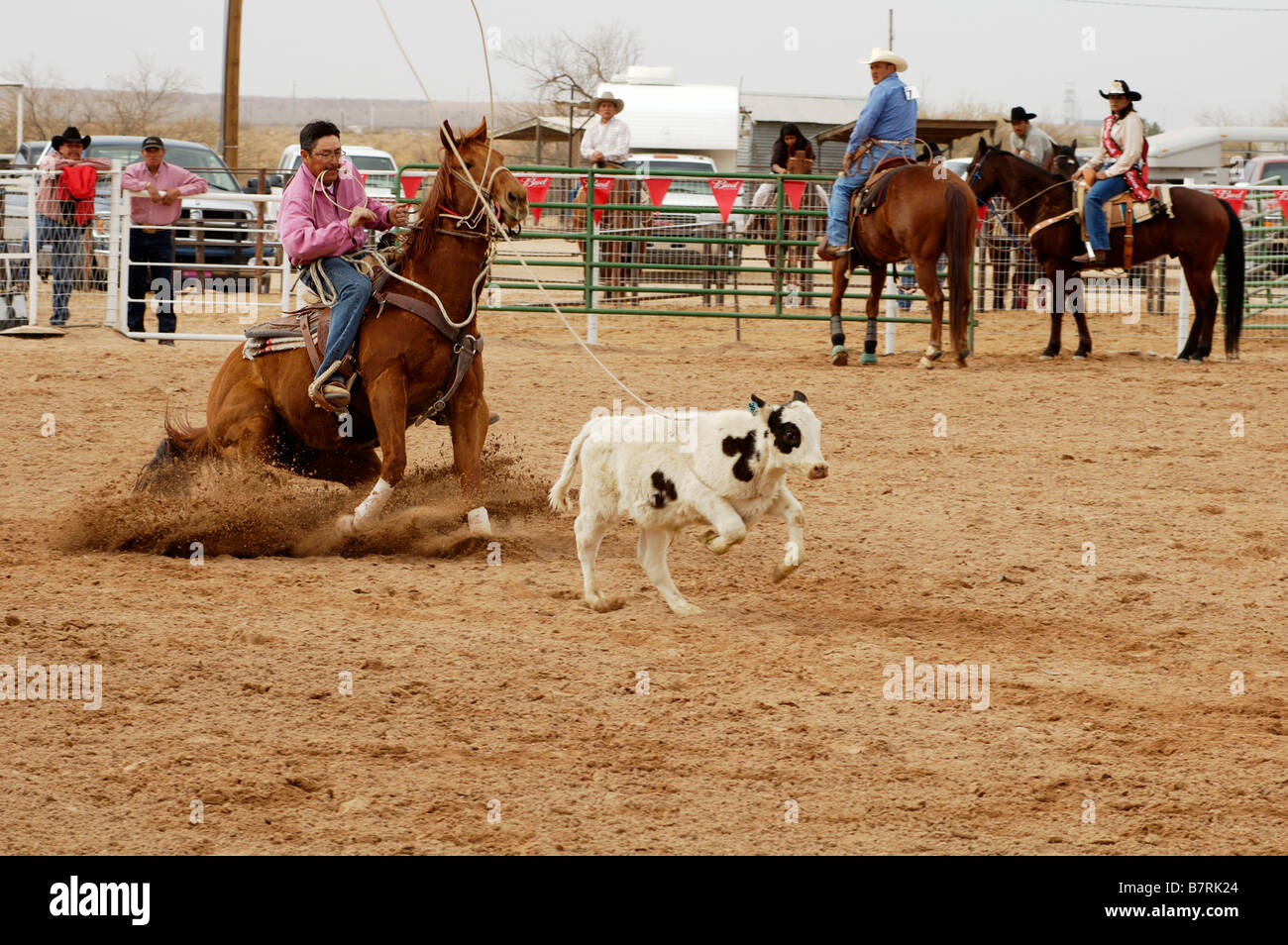 Roping calves hi-res stock photography and images - Alamy