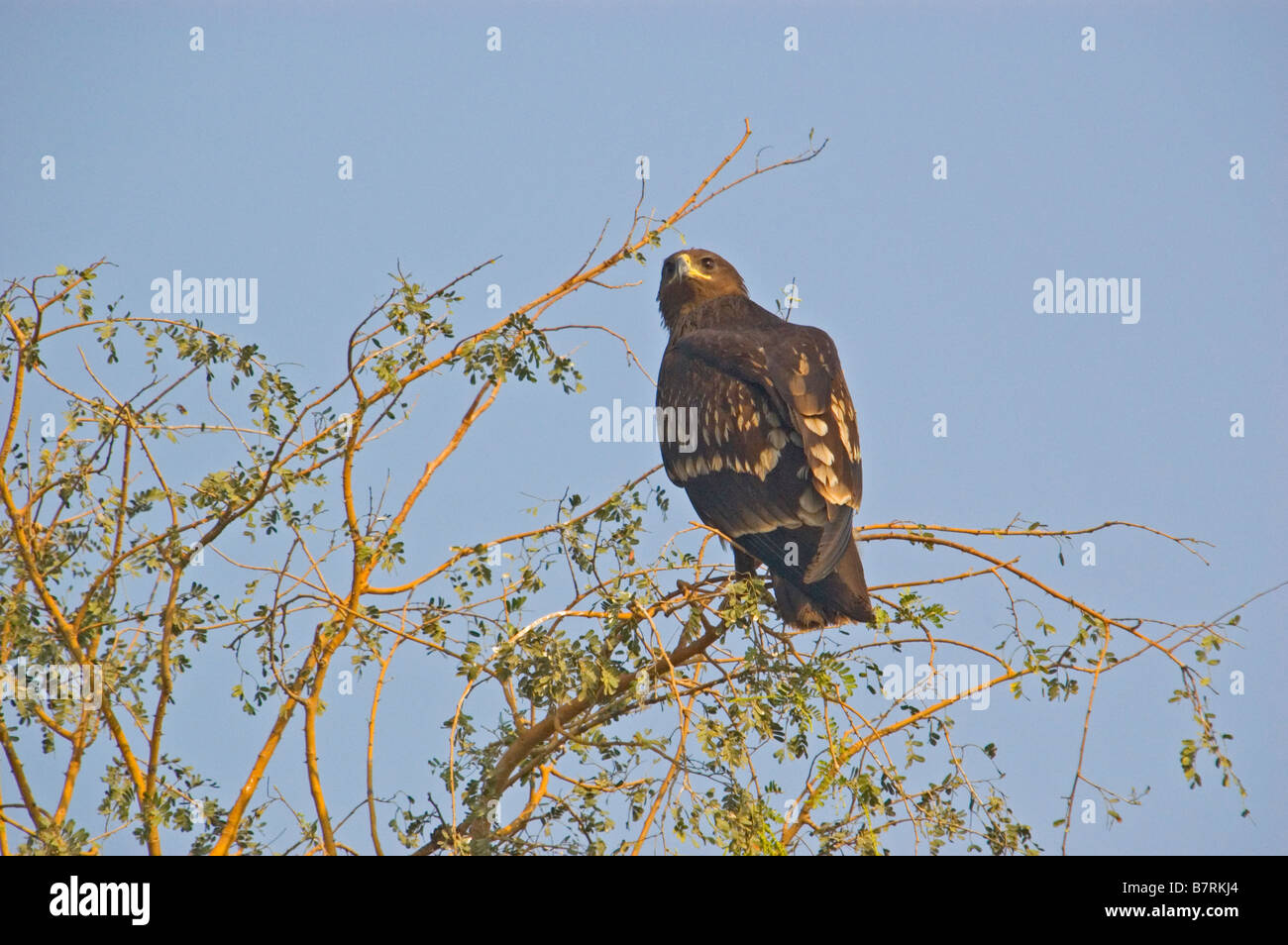 Greater Spotted Eagle Aquila clanga Stock Photo - Alamy