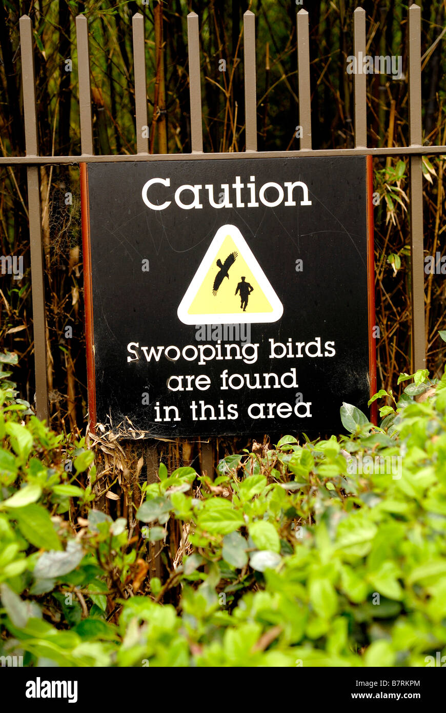 Danger Swooping Birds High Resolution Stock Photography and Images - Alamy