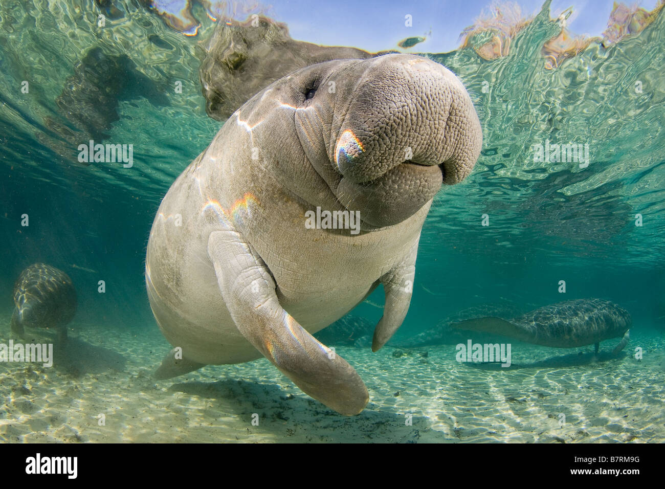West Indian Manatee Trichechus manatus latirostris Florida Stock Photo ...