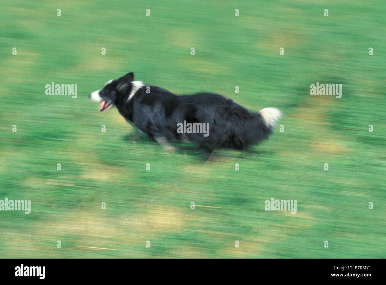Border Collie Running Stock Photo - Alamy