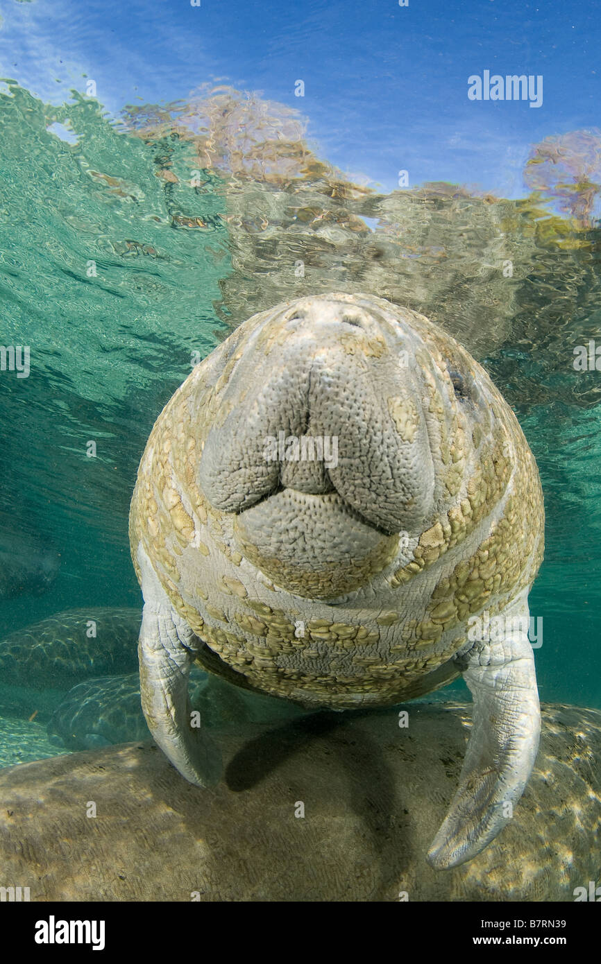 West Indian Manatee Trichechus manatus latirostris Florida Stock Photo ...