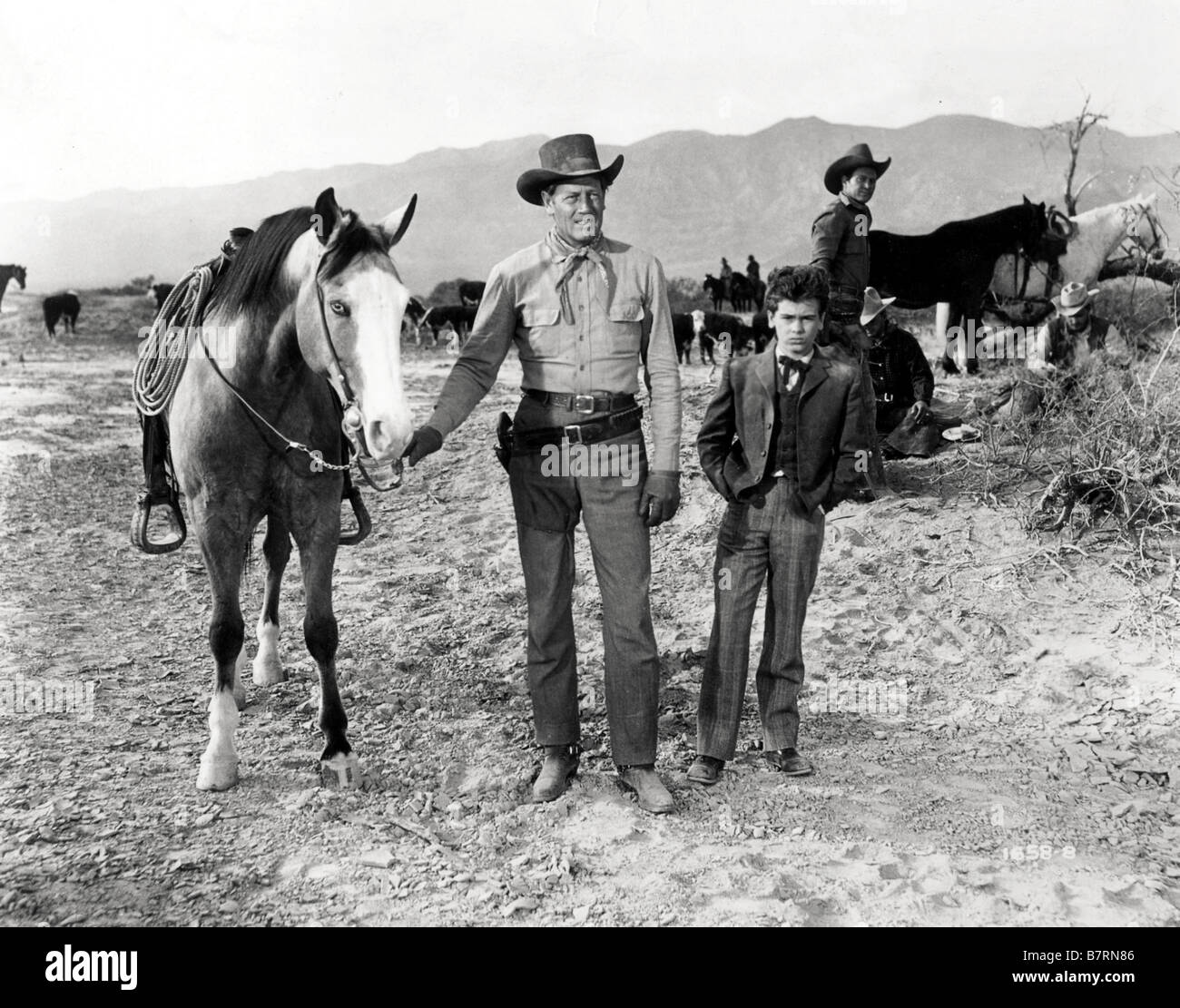 Cattle Drive Year: 1951 USA Joel McCrea Director: Kurt Neumann Stock ...