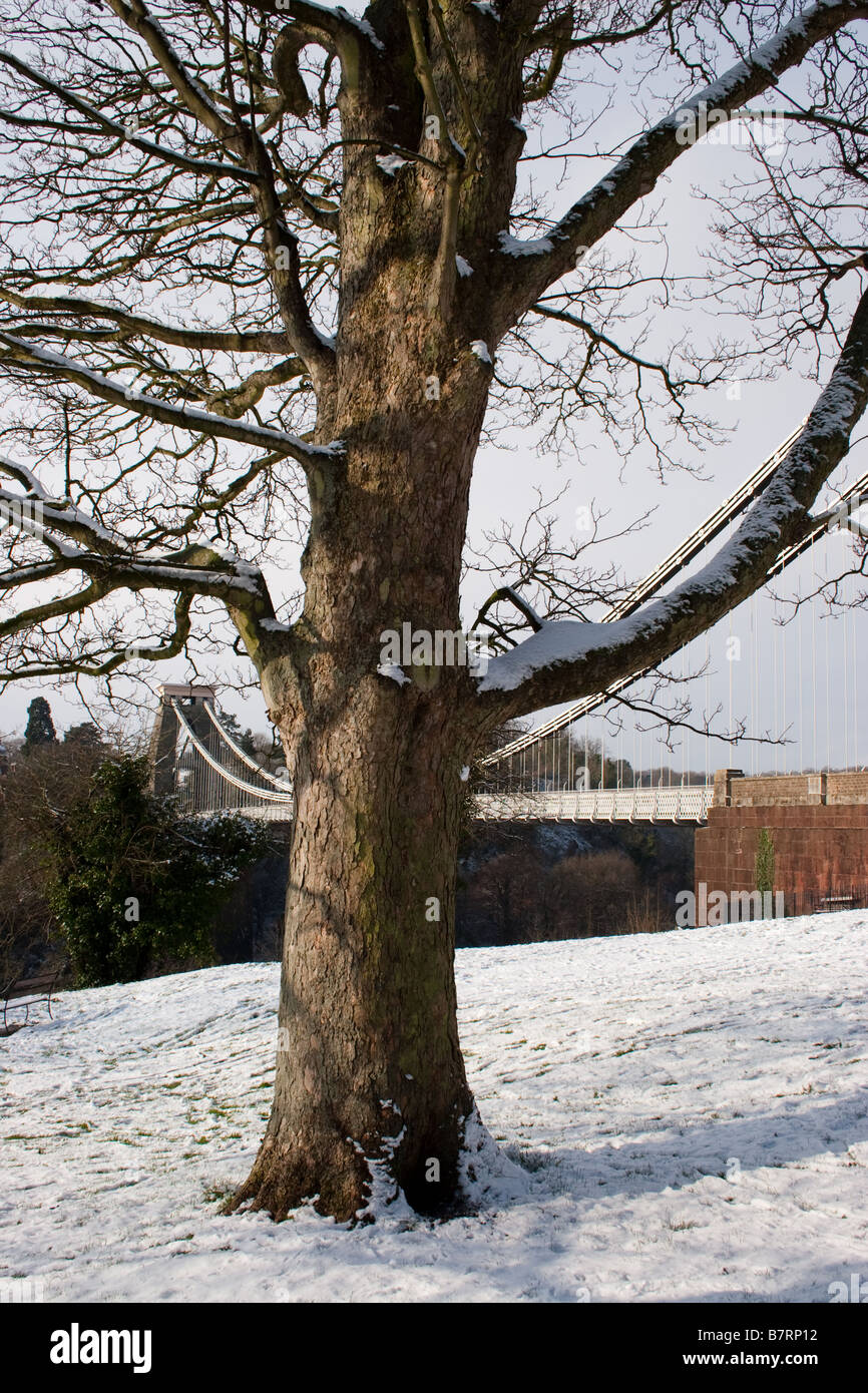 Icey branches hi-res stock photography and images - Alamy