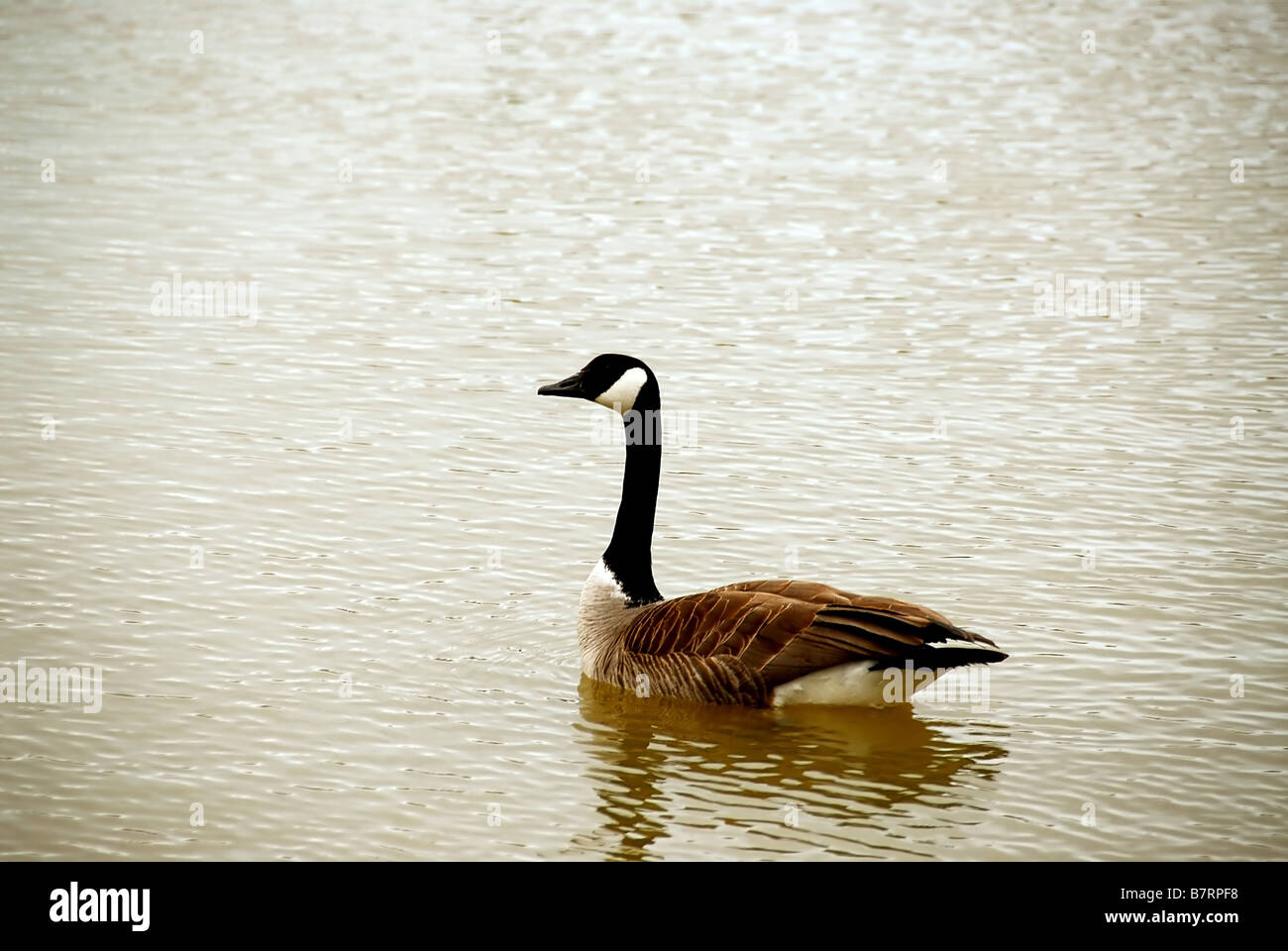 Canada goose swimming hi-res stock photography and images - Alamy