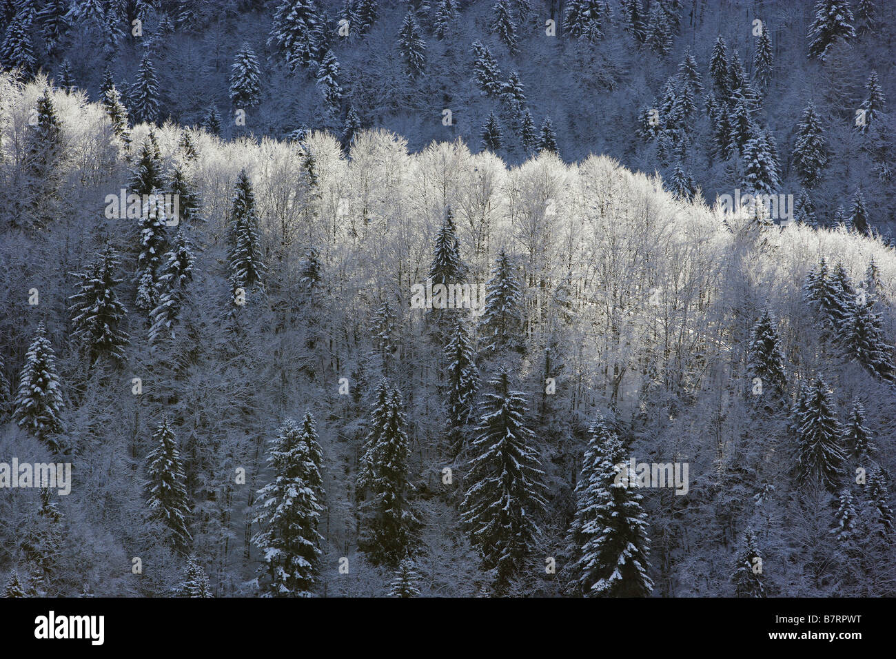 Frost covered trees line hi-res stock photography and images - Alamy