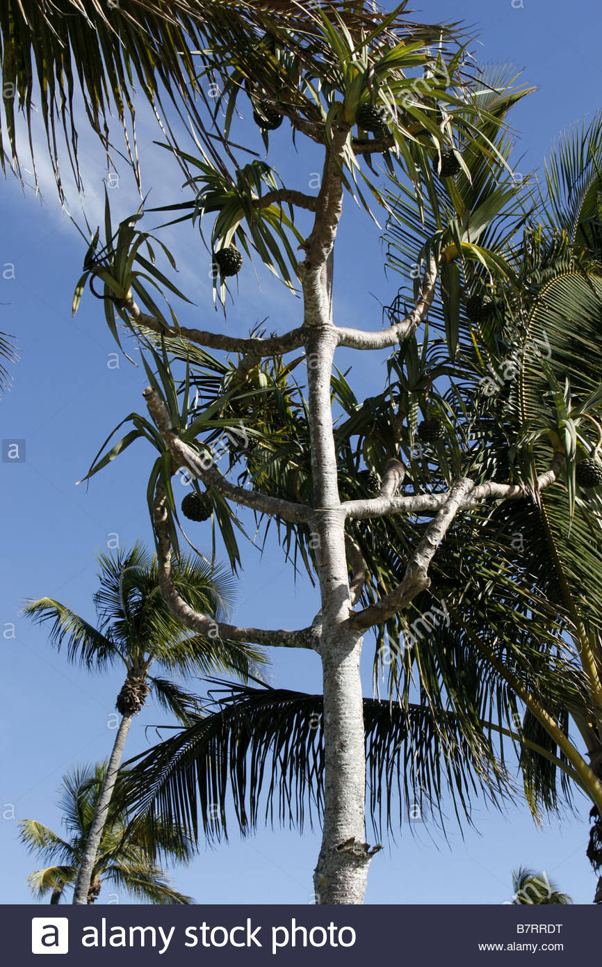 Doum Palm High Resolution Stock Photography and Images - Alamy