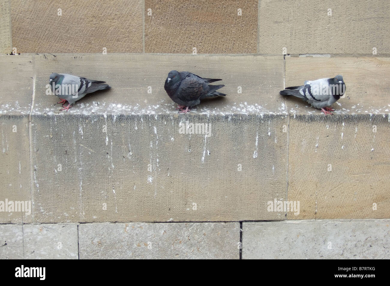 Pigeons sitting on a wall which is soiled with their excrements Stock ...