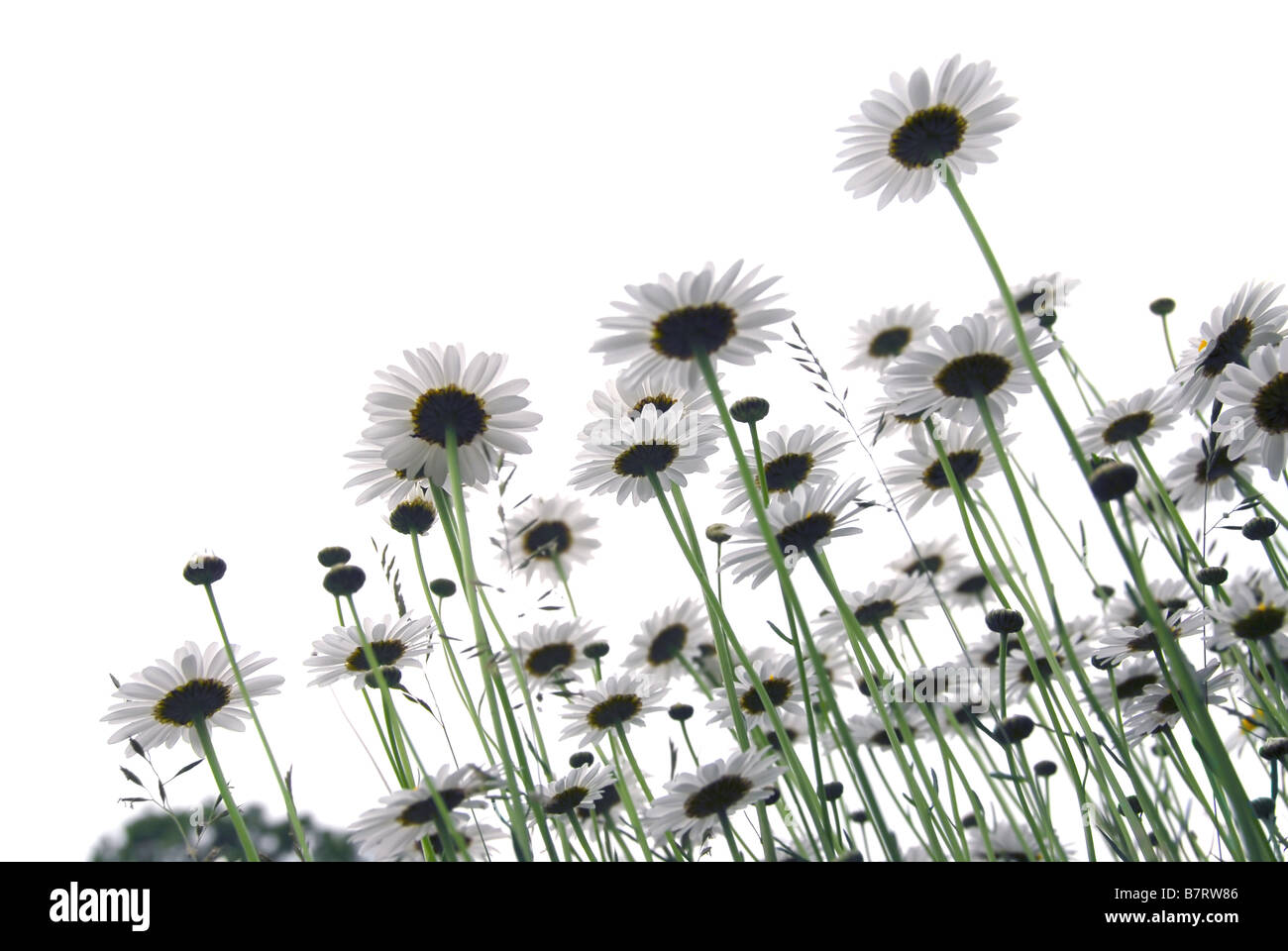 Blooms flowering plants june hi-res stock photography and images - Alamy