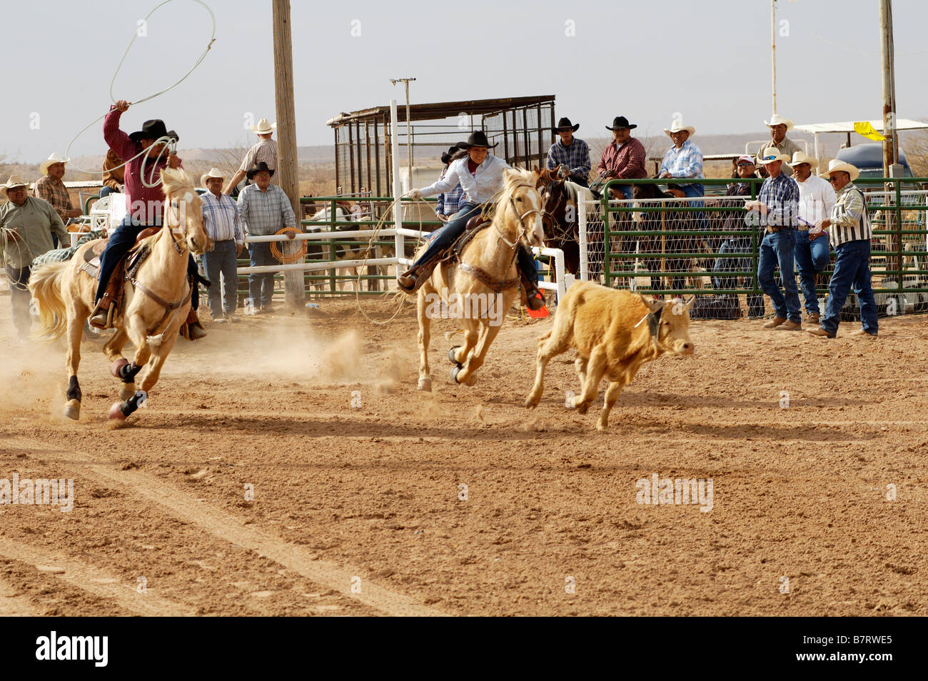 Team roping rodeo competition hi-res stock photography and images - Alamy
