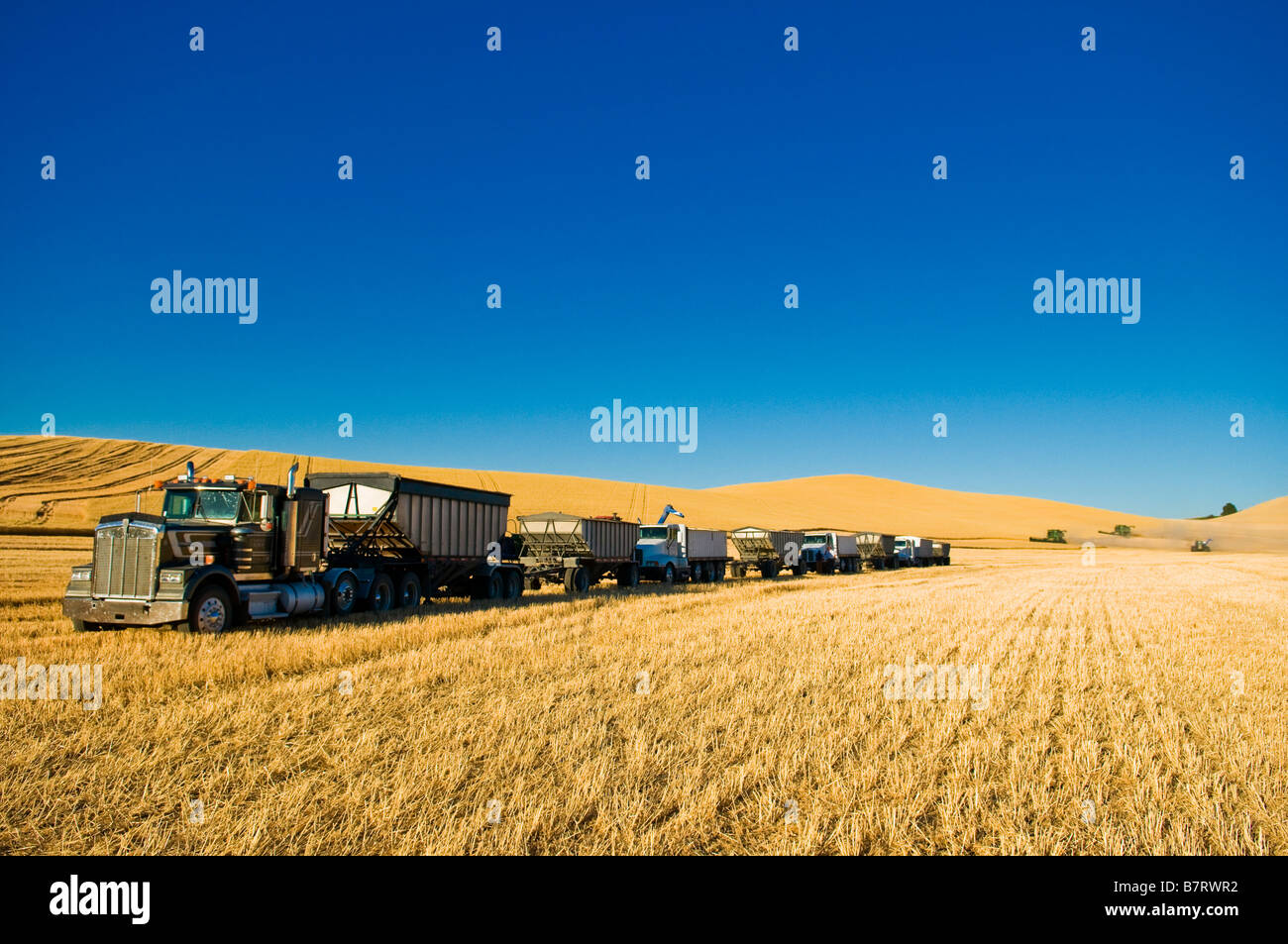 Grain trucks line up waiting to be loaded with harvested wheat during ...