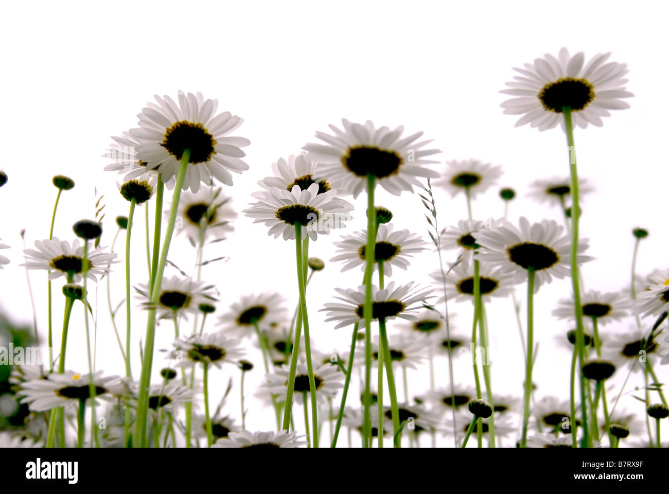 Row of wild daisies isolated on white background Stock Photo - Alamy