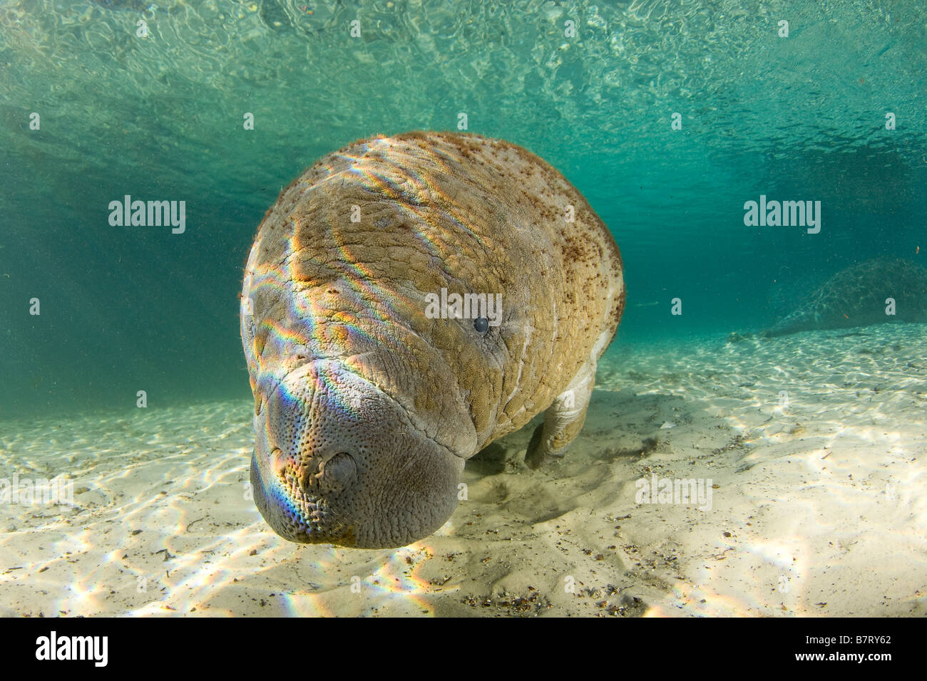 Trichechidae manatus latirostris hi-res stock photography and images ...
