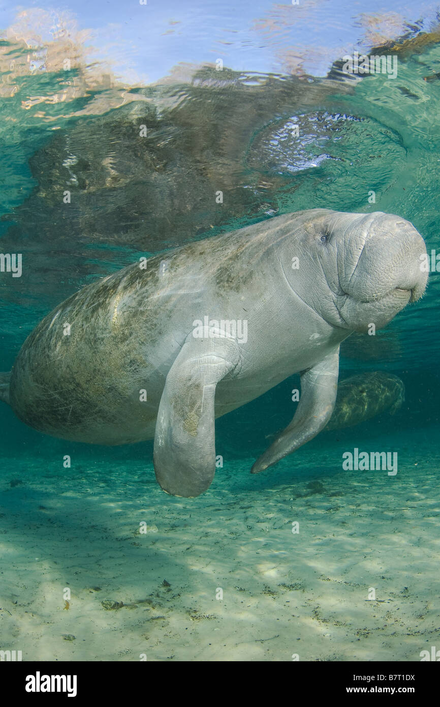 West Indian Manatee Trichechus manatus latirostris Florida Stock Photo - Alamy