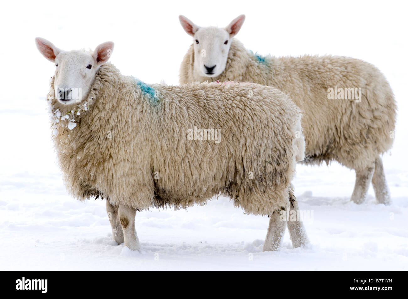 Cheviot sheep hi-res stock photography and images - Alamy