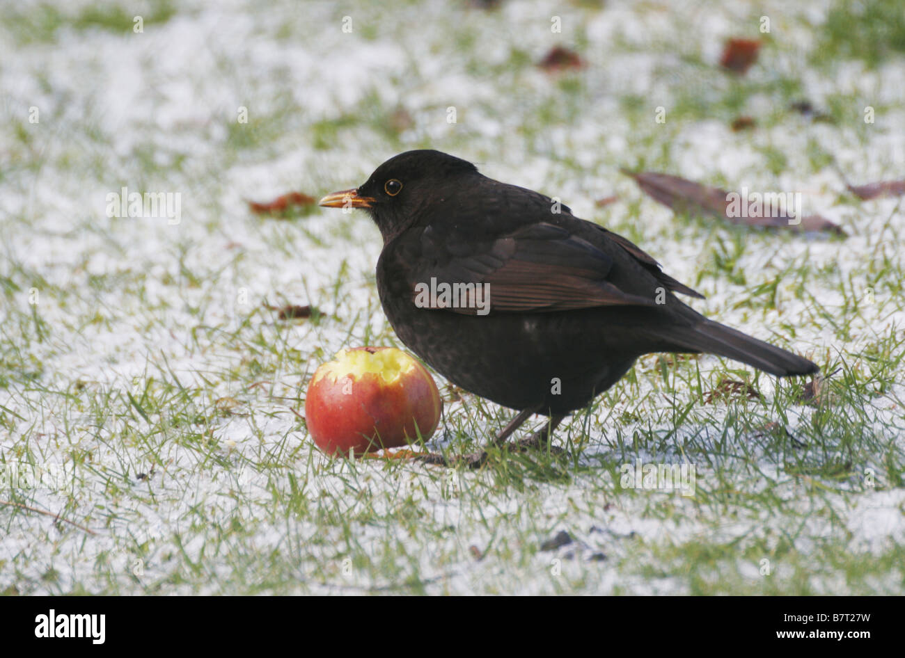 Blackbird eating apple hi-res stock photography and images - Alamy