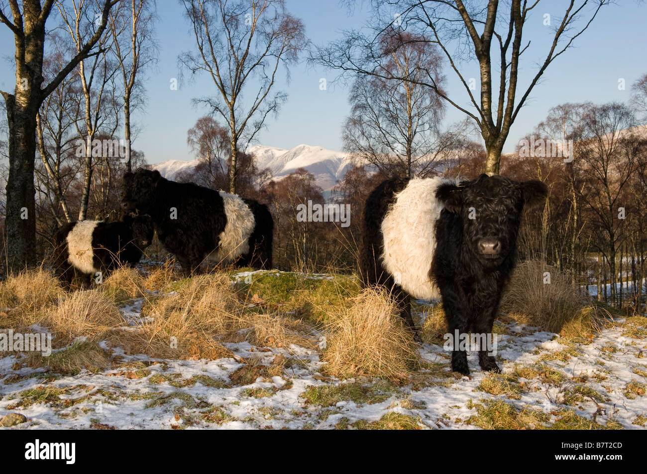 Belted cattle galloway part hi-res stock photography and images - Alamy