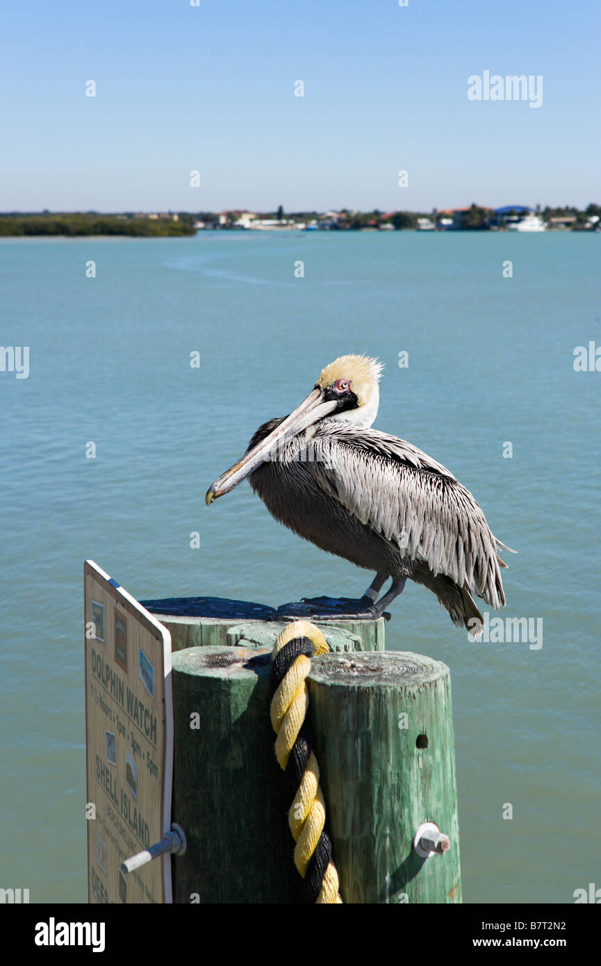 Gulf coast bird High Resolution Stock Photography and Images - Alamy