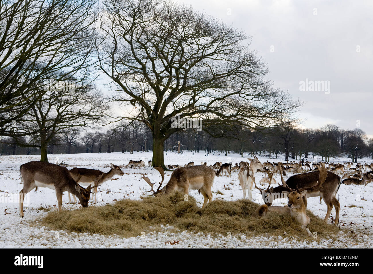 Deer in Winter Richmond Park Surrey UK Europe Stock Photo - Alamy