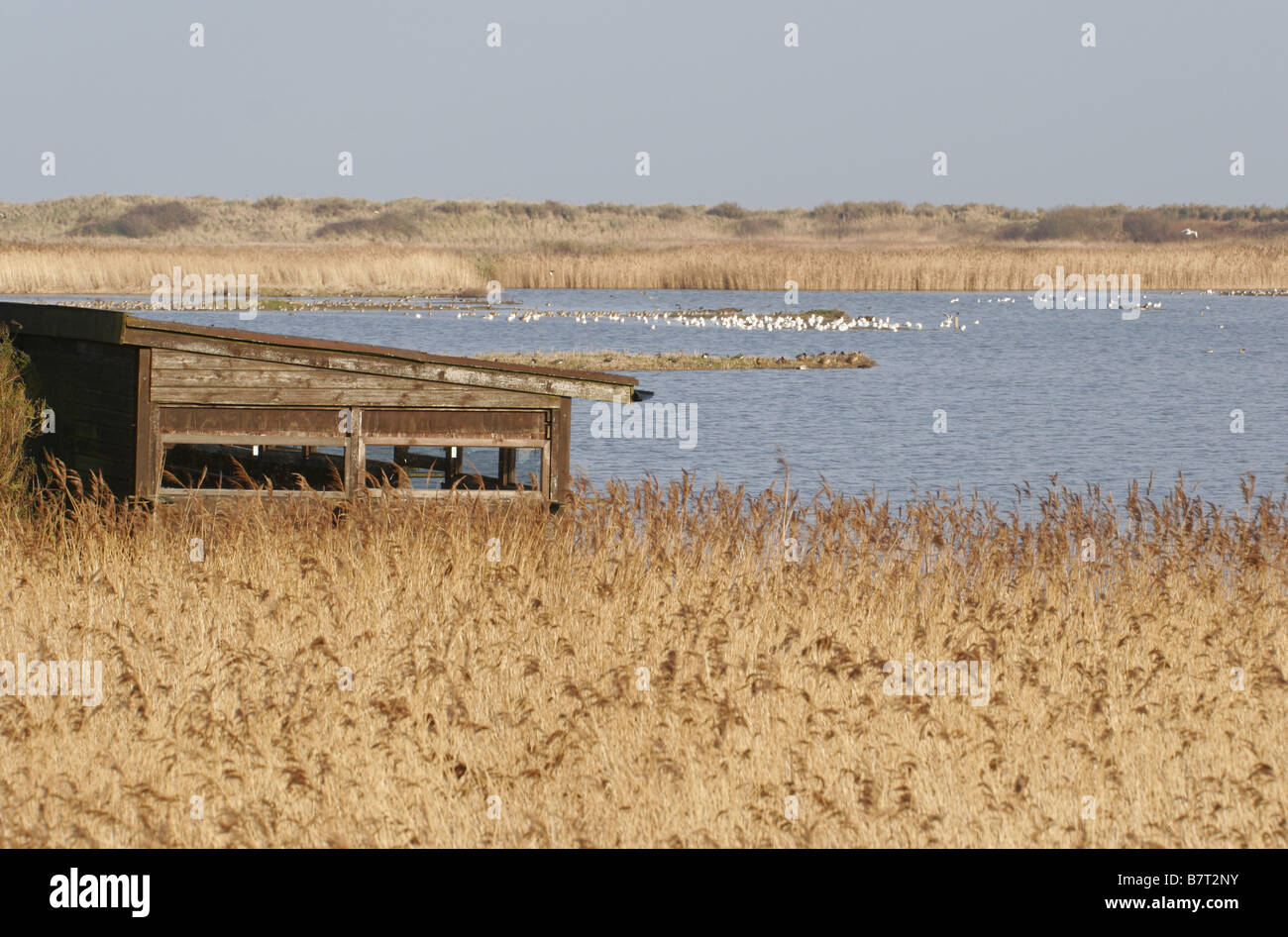 Titchwell nature reserve hi-res stock photography and images - Alamy