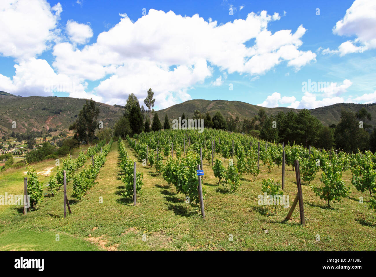 Viticulture of Riesling grapes in Punta Larga, Sogamoso Valley, Boyacá ...