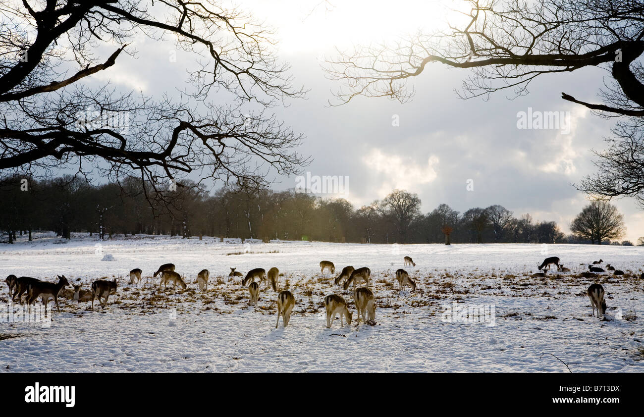 Snow richmond england park surrey hi-res stock photography and images ...