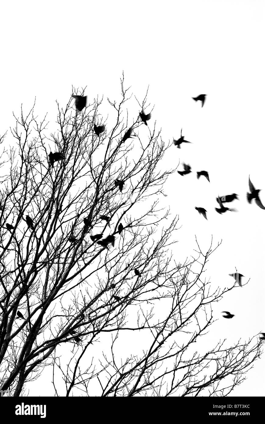 Birds Flying Clipart Black And White Tree
