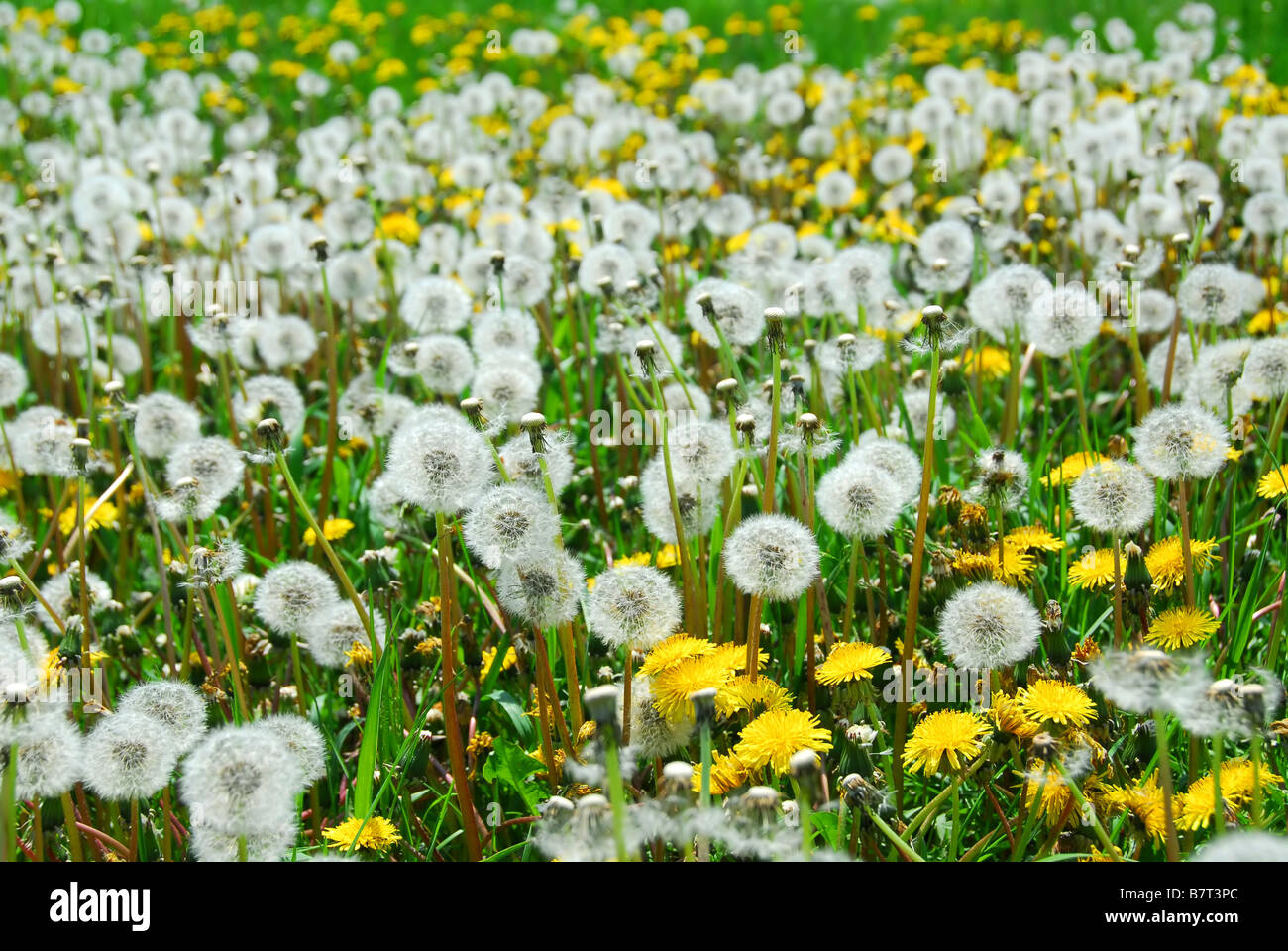 Dandelions blowing many seeds hi-res stock photography and images - Alamy
