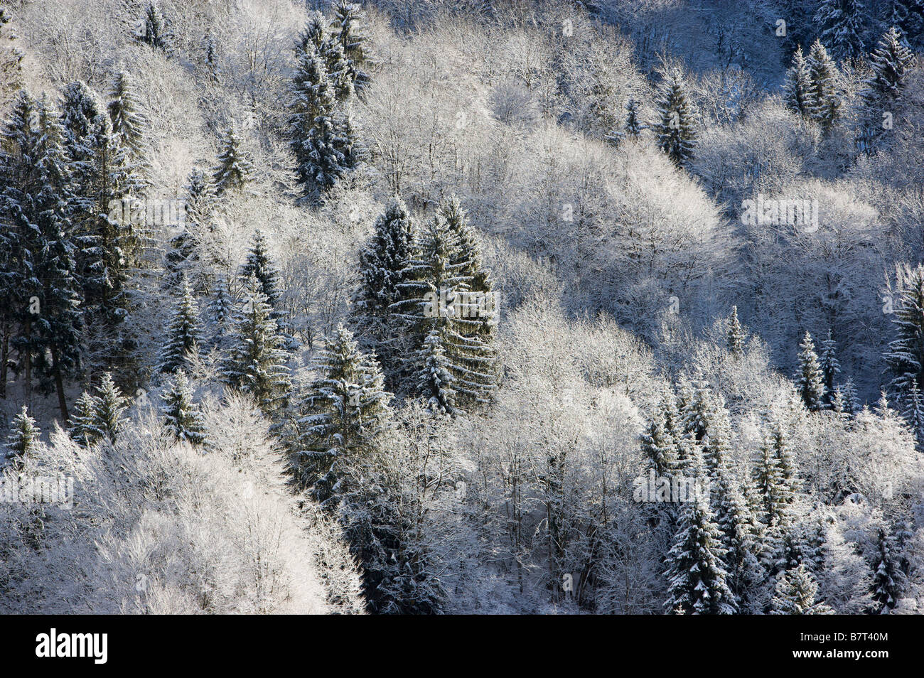 Snow covered trees Stock Photo - Alamy