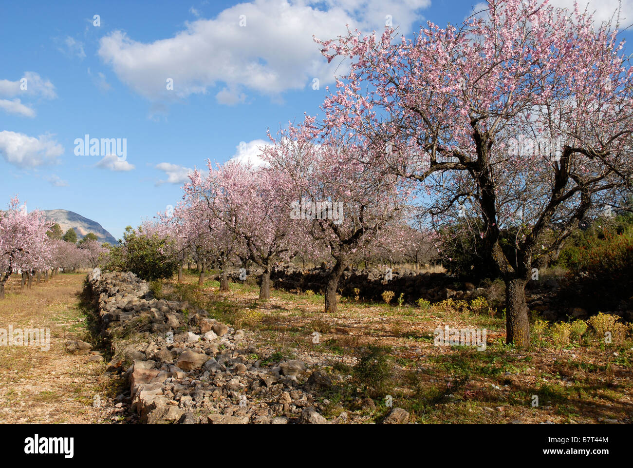 almond orchard with rows of trees in flower, Jalon Valley, Marina Alta ...