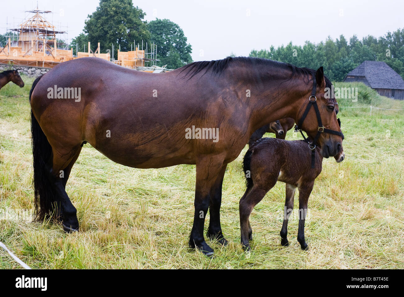 Shy horse hi-res stock photography and images - Alamy