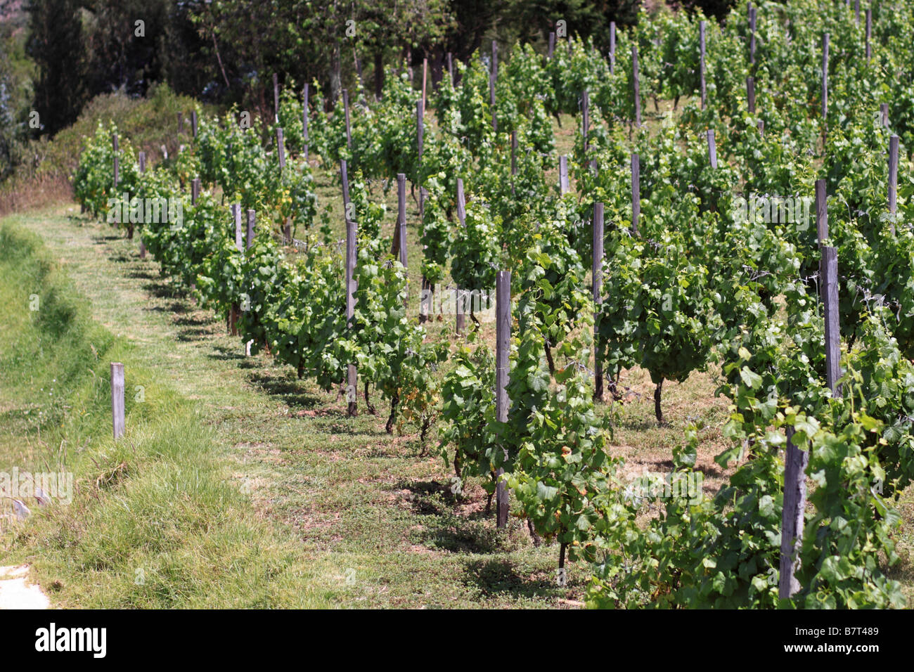 Viticulture of Riesling grapes in Punta Larga, Sogamoso Valley, Boyacá ...