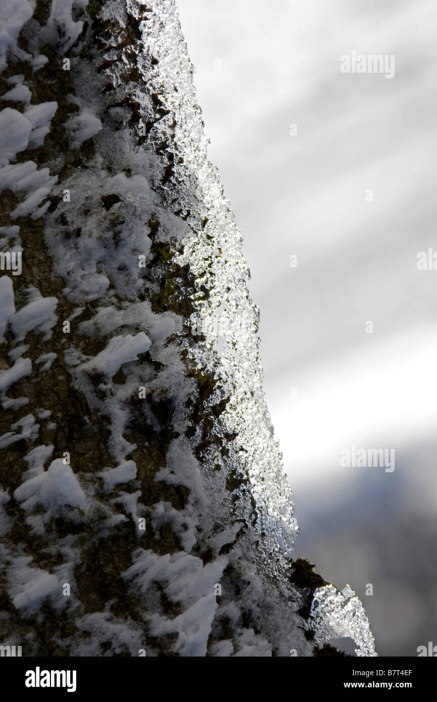 ice and snow on tree bark. trunk. winter climate. vertical 90172 ...