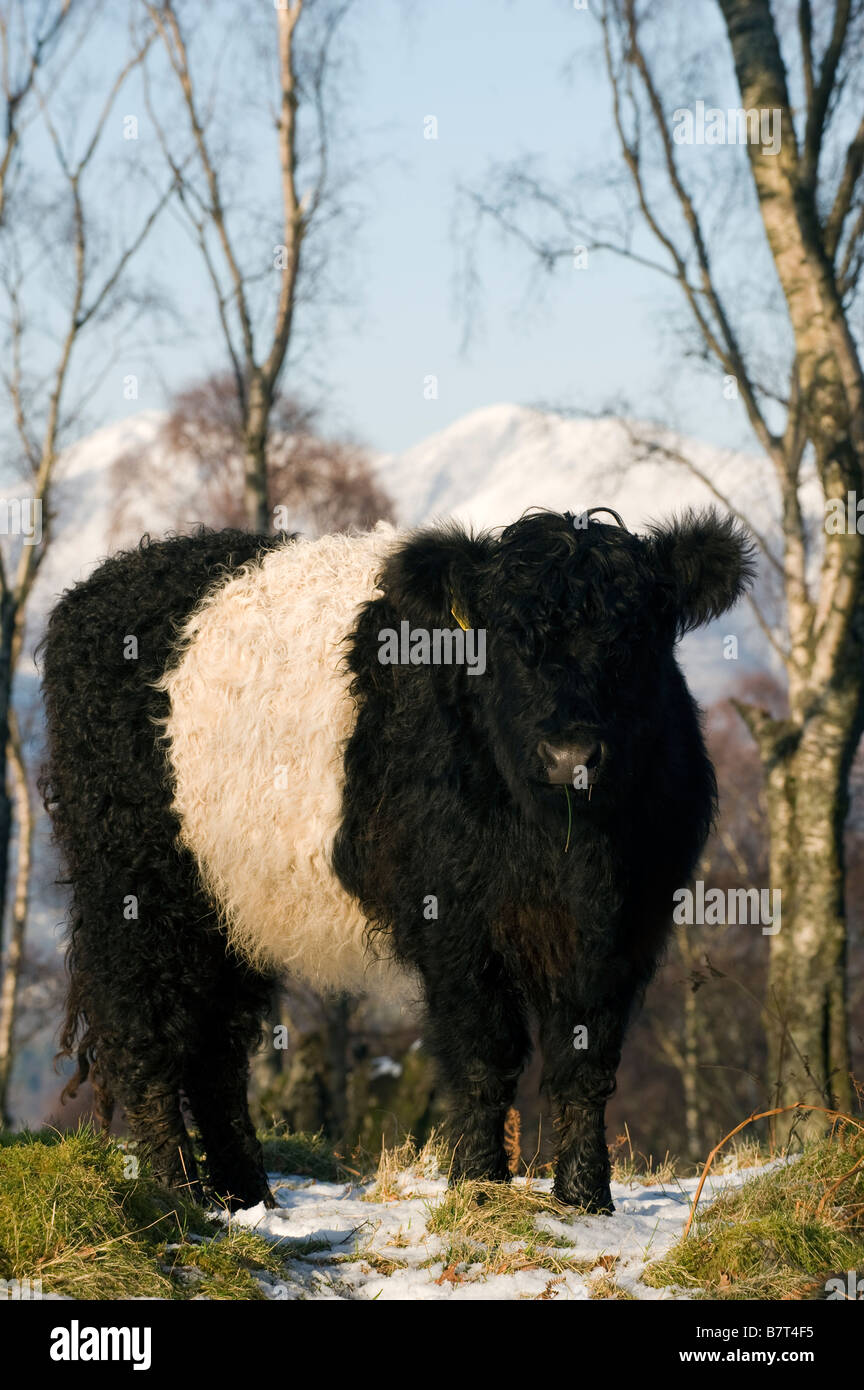 Belted Galloway cattle outwintering on rough ground as part of a ...
