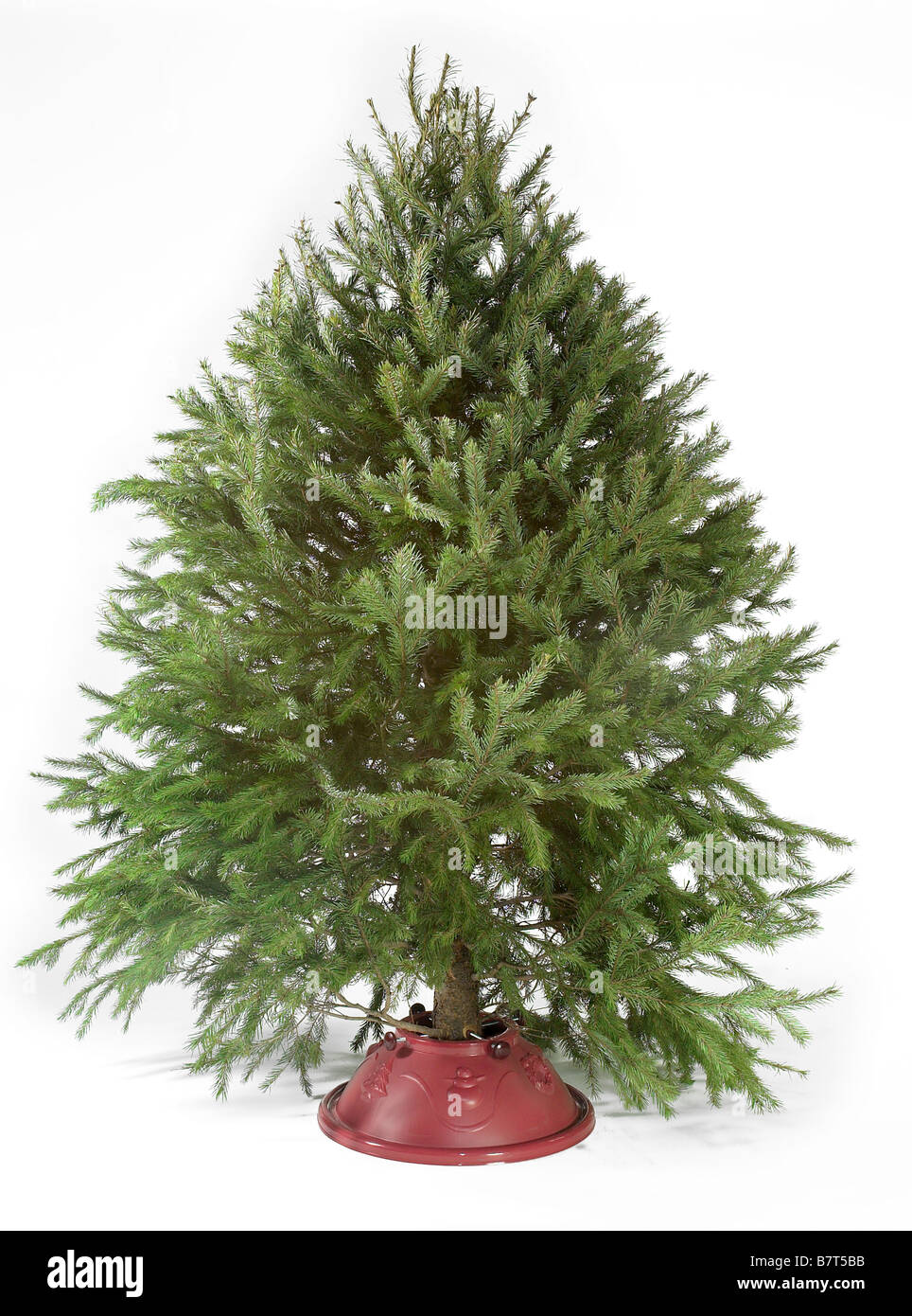 Undecorated Christmas Tree Cut Out White Background Stock Photo - Alamy